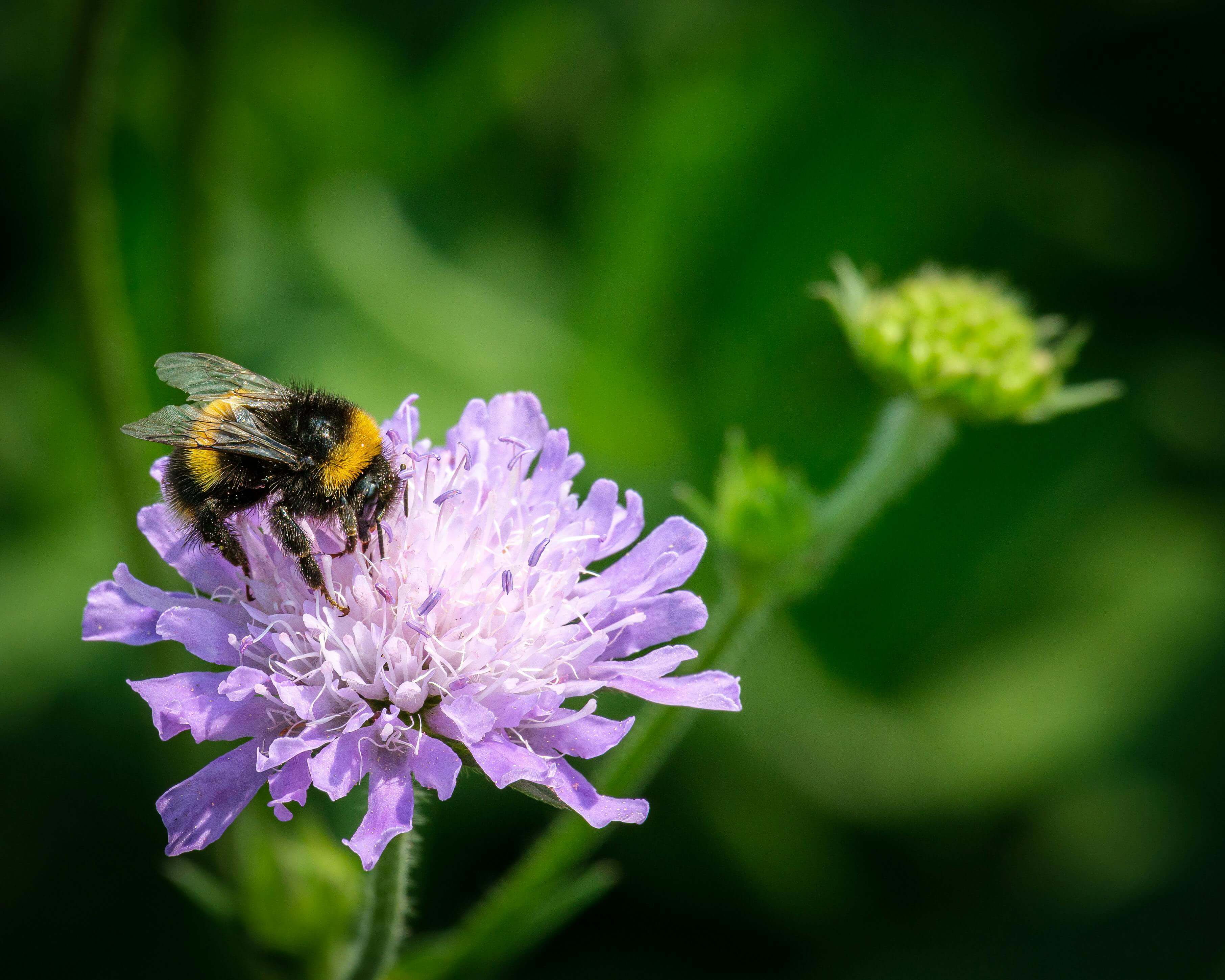 Wirtschaft wird nachhaltig – die Börse freut’s: dynaCERT, Siemens, Shell
